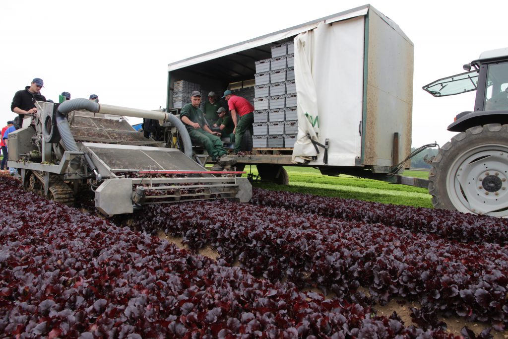 Product Guide – Country Fare